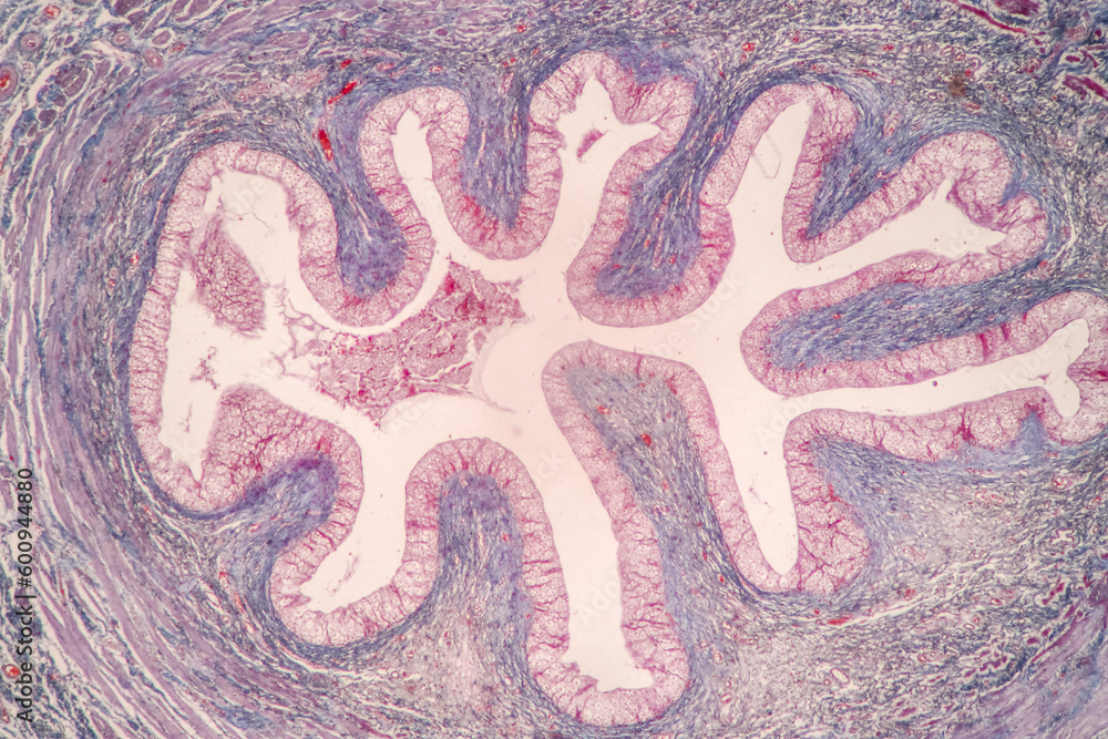 Histological Uterus human, Uterine tube human, Placenta human and ...