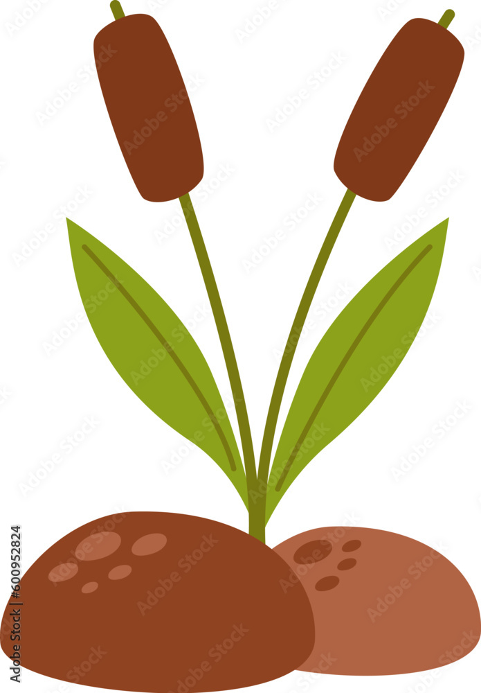 Vector illustration of cartoon cattail isolated on white background ...