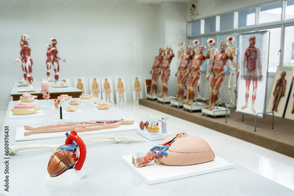 Anatomy model in anatomy classroom at medical school.Science laboratory ...