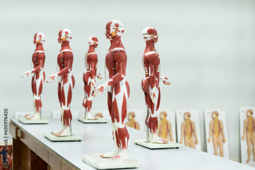 Anatomy model in anatomy classroom at medical school.Science laboratory ...