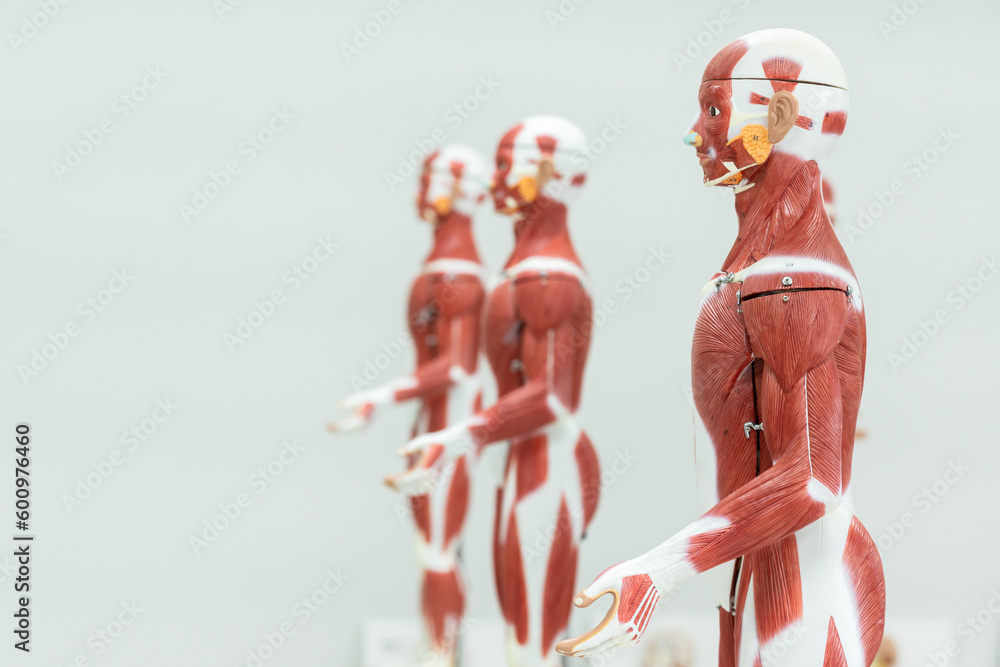 Anatomy model in anatomy classroom at medical school.Science laboratory ...