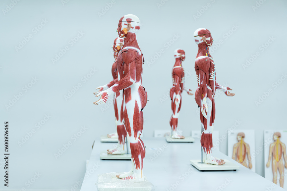 Anatomy model in anatomy classroom at medical school.Science laboratory ...