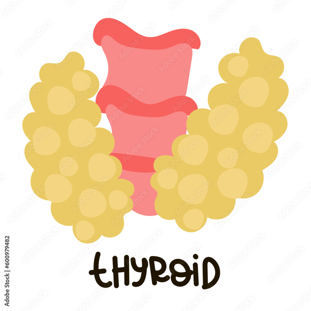 Cartoon anatomy of the thyroid gland, human thyroid gland, thyroid ...