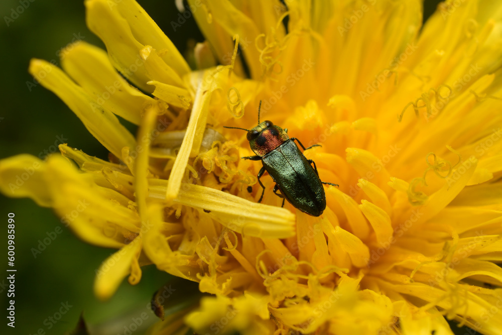 Beetle with shiny green elytra and mother-of-pearl chest. Stock Photo ...