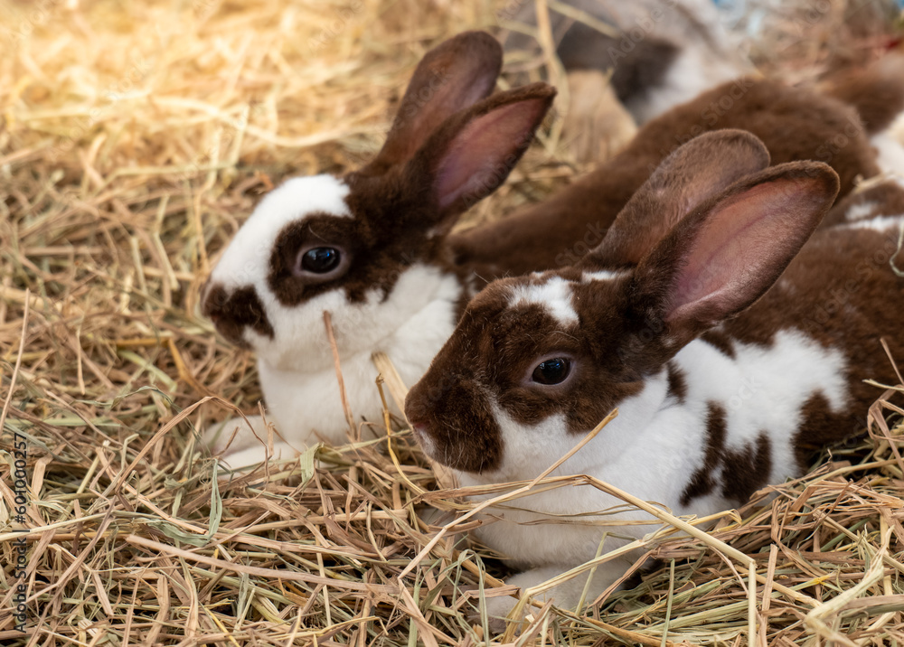 Pets Rabbit on dry straw, bunny pet on straw background, Brown and ...