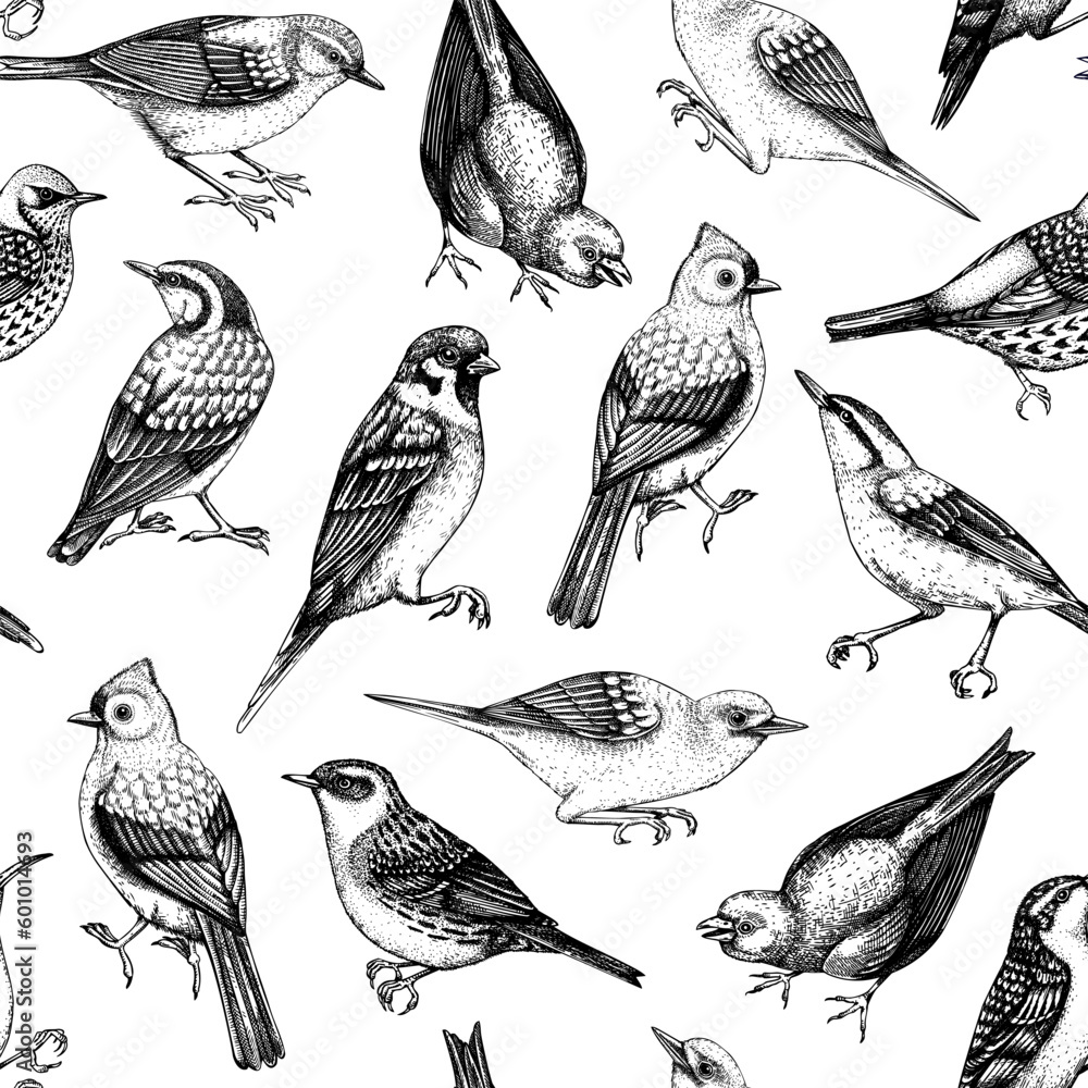 Hand drawn birds seamless pattern in engraved style. Backyard songbirds ...