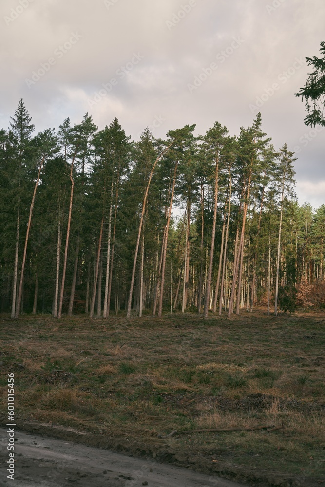 Environmental and ecological issues. Pine forest destruction ...