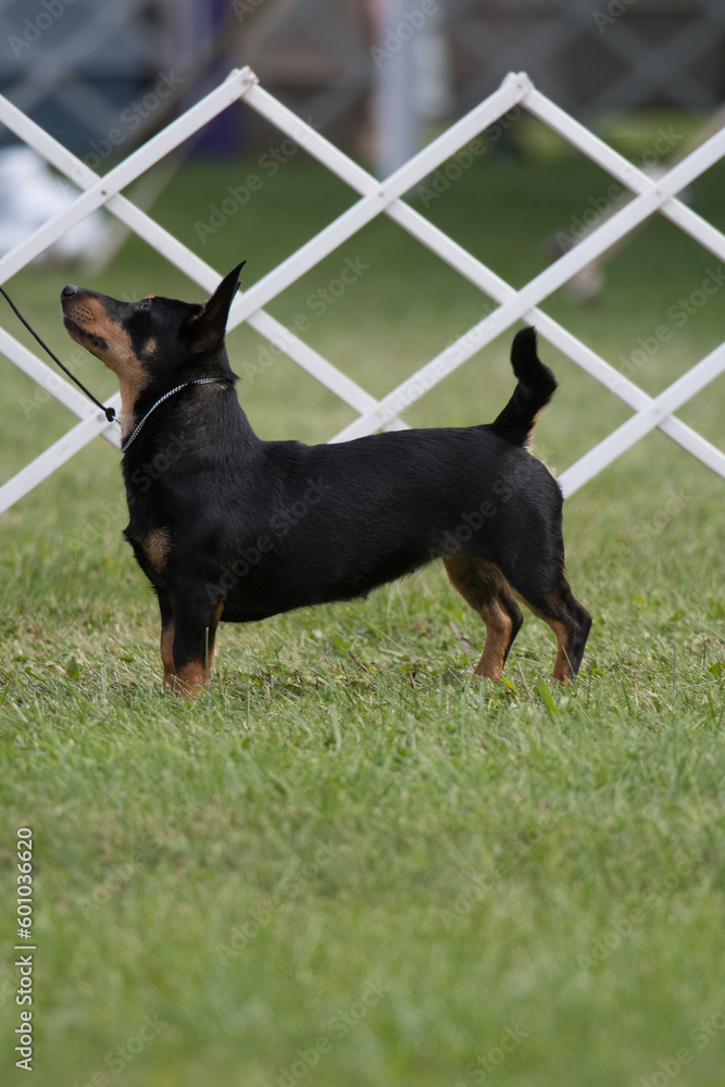 Lancashire Heeler standing full body in profile during a dog show Stock ...