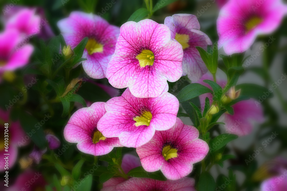 Foto de The pink calibrachoa is doing very well in our garden here in ...