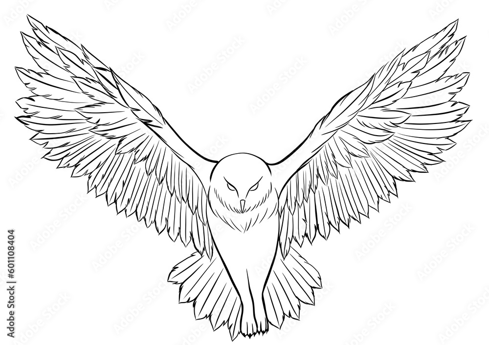 flying owl outline drawing isolated on transparent background Stock ...