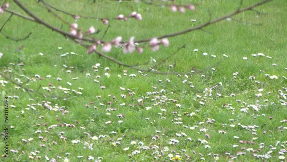 Green grass with Daisies, Bellis in full bloom and flowering branches ...