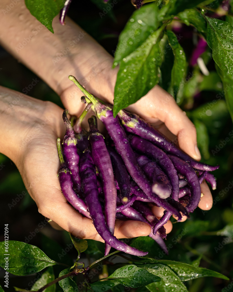 Buena Mulata pepper harvest in woman's hands in water drops. Hot purple ...