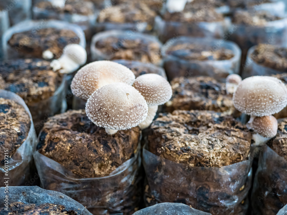 Organic oyster mushrooms growing on a mushrooms farm at Thailand ...
