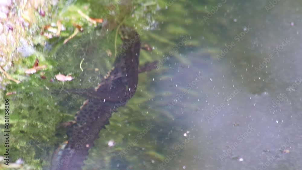 Mating couple of great crested newts or mating salamanders in garden ...