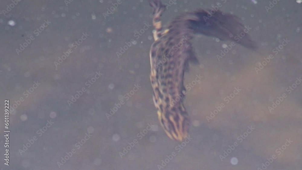 Mating couple of great crested newts or mating salamanders in garden ...