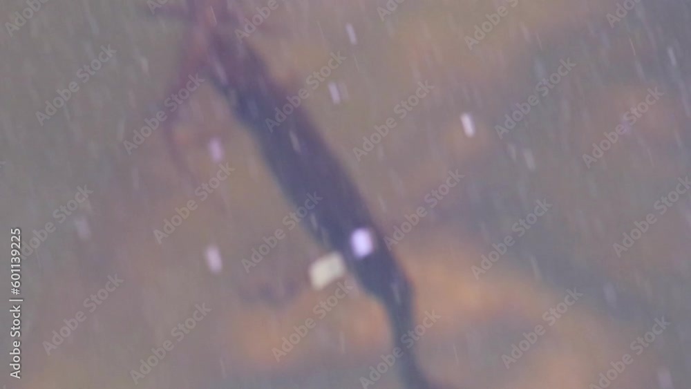 Mating couple of great crested newts or mating salamanders in garden ...