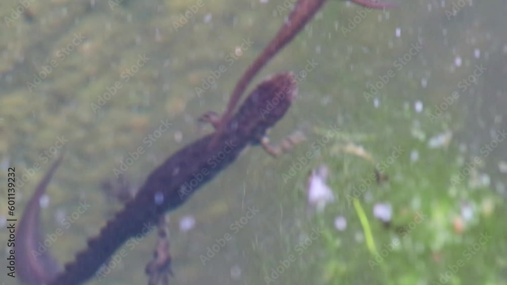 Mating Couple Of Great Crested Newts Or Mating Salamanders In Garden Pond Mating Season Show