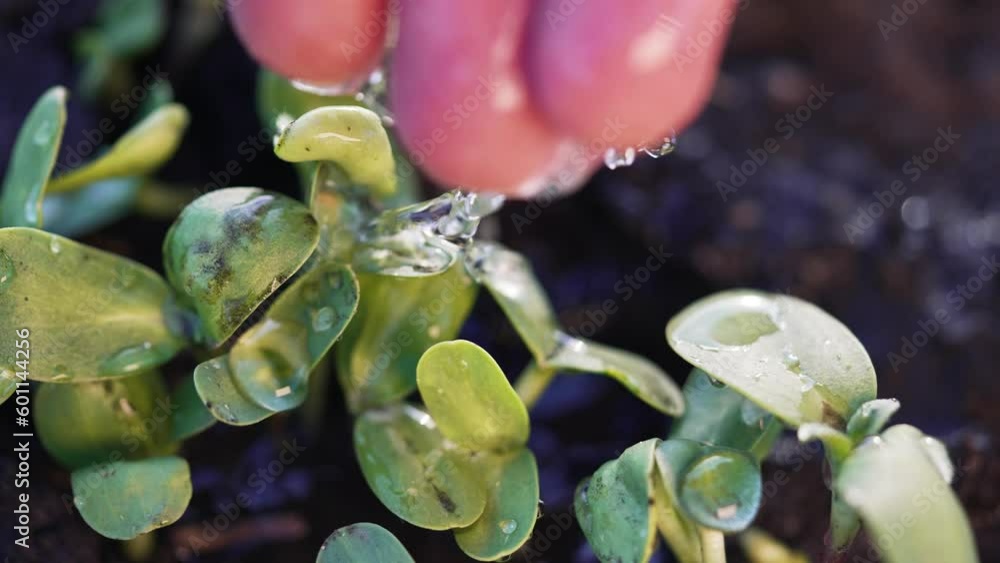 Agriculture. A farmer hand water green sprout. Green seedling in soil ...