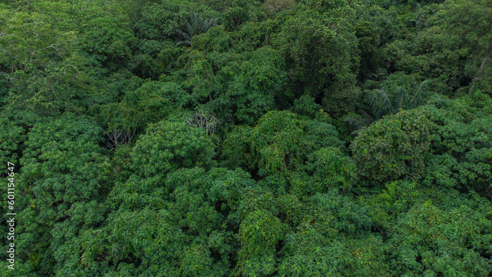 From a top view, tropical forests look like a vast refreshing sea of ...