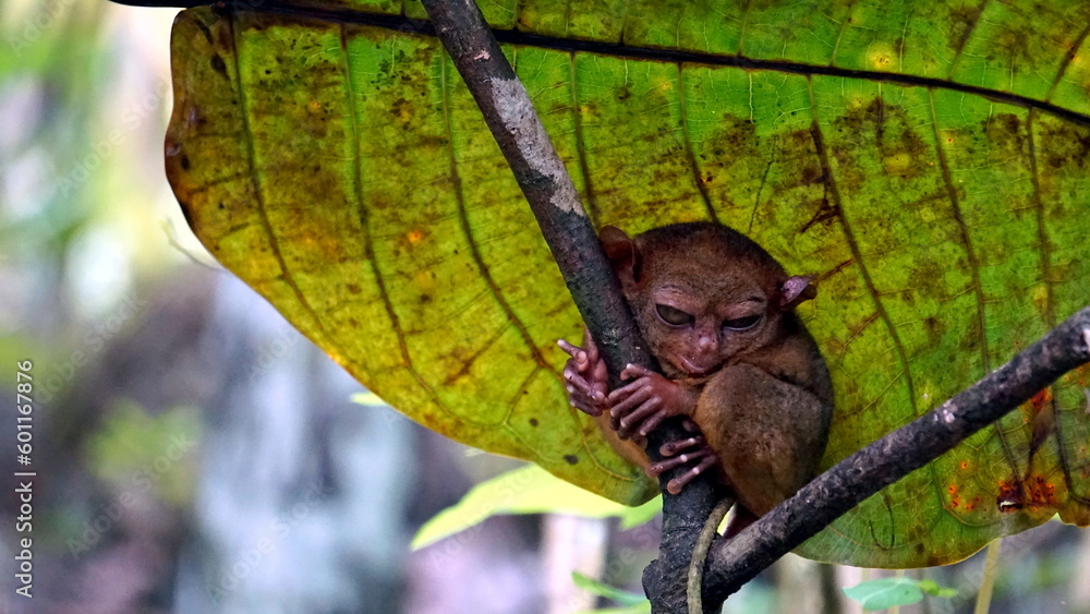 Portrait of Tarsier monkey (Tarsius Syrichta) in natural jungle ...
