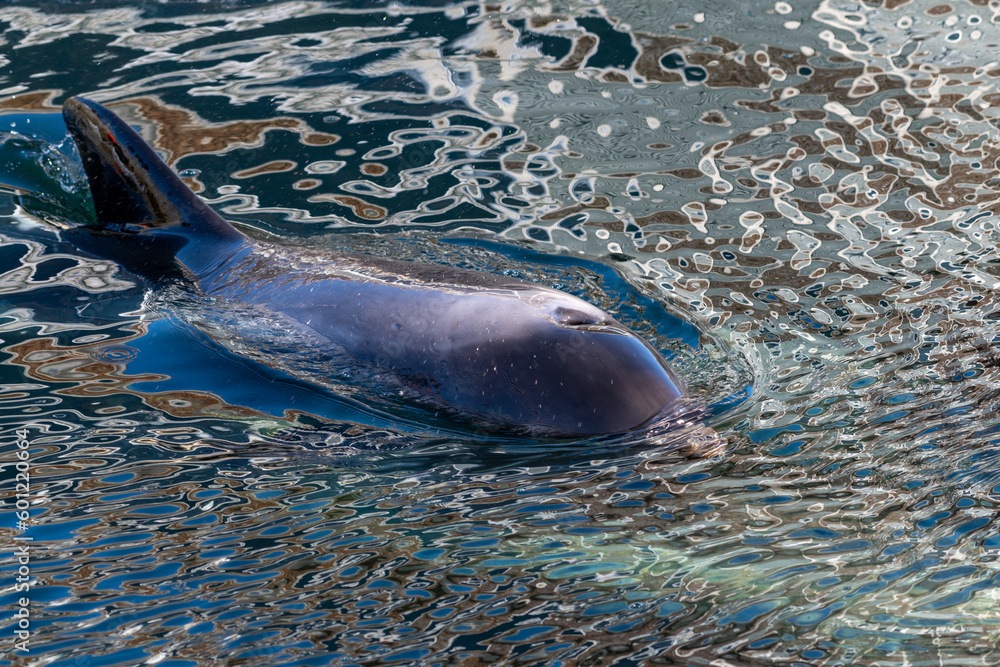 A closeup of a small wild dolphin swimming in the cold Atlantic Ocean ...