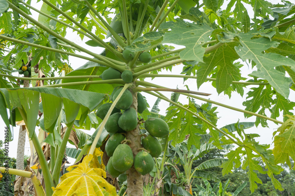 Green Papaya fruit at the papaya tree with unripe fruit in the ...