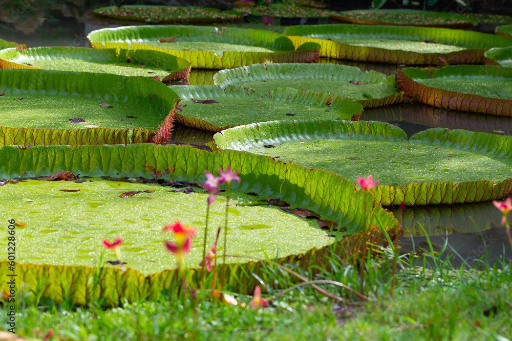 Victoria amazonica also called Victoria regia is a species of flowering ...