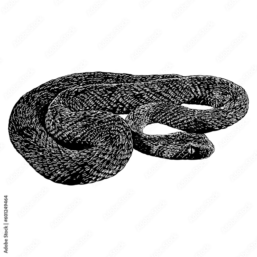 Carpet Viper hand drawing vector isolated on background. Stock Vector ...
