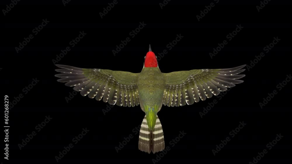 Green Woodpecker Bird - Flying Loop - Top Back View CU - 3D animation ...