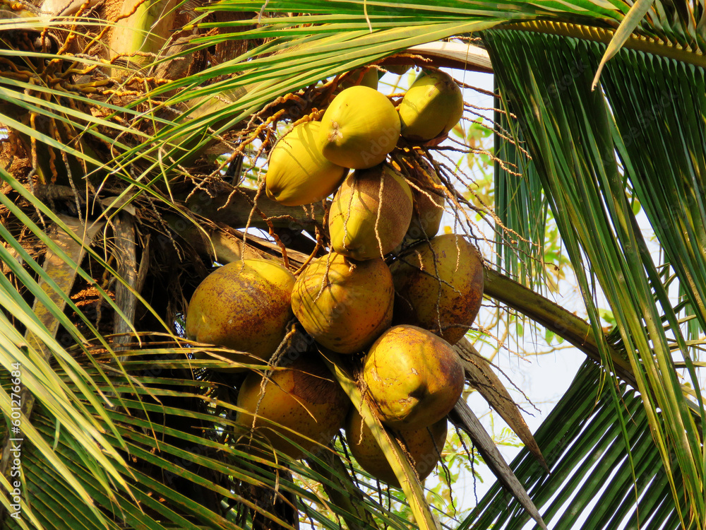 Coconut tree with coconut. The coconut tree is a member of the palm ...