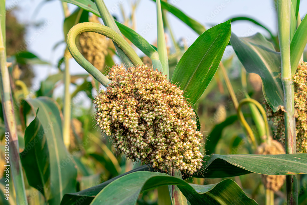Sorghum bicolor, commonly called sorghum and also known as great millet ...