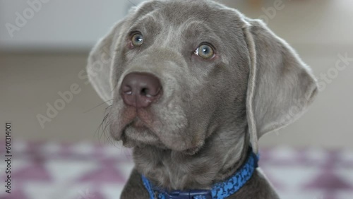Silver Lab With Blue Eyes