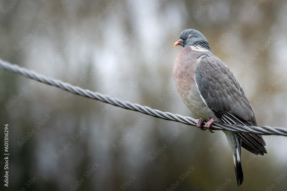 Pigeon ramier posé sur un fil électrique Stock Photo | Adobe Stock