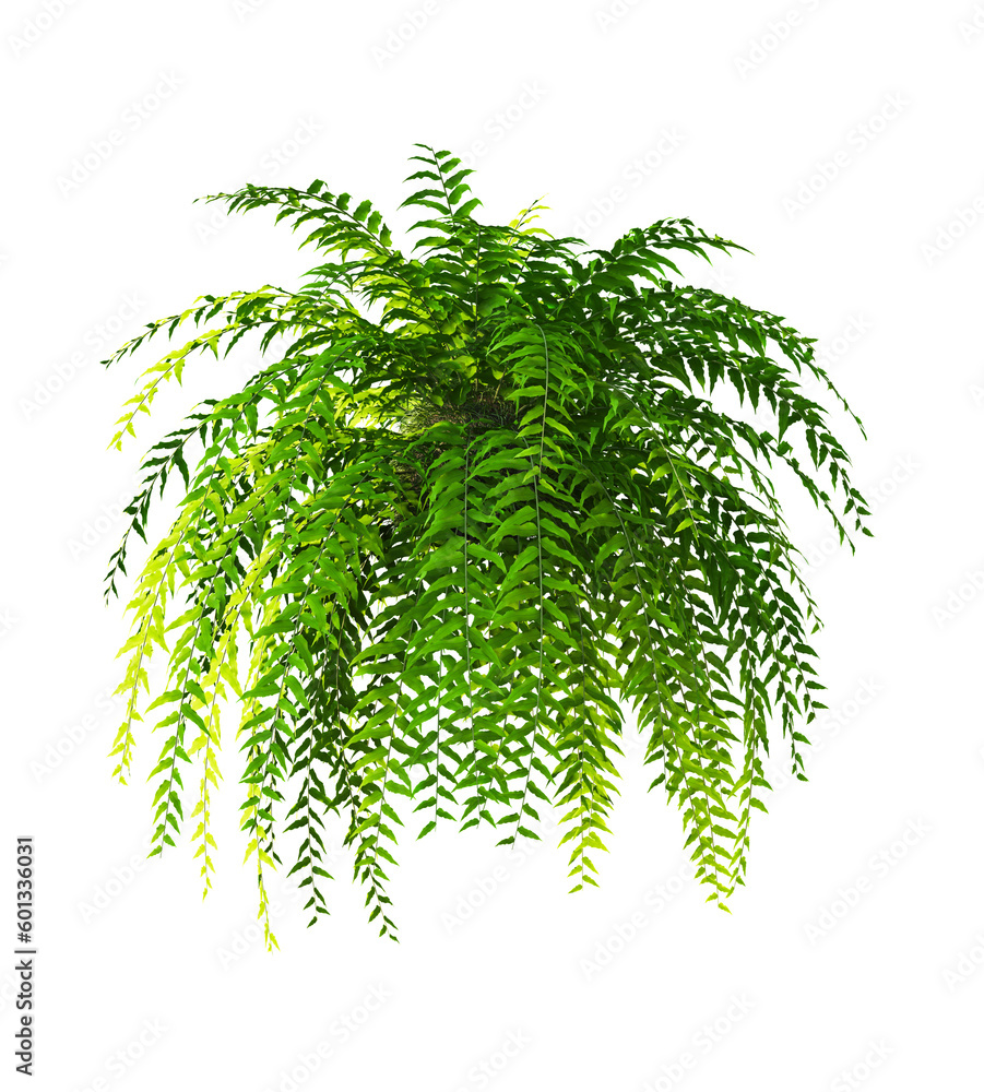 fern leaf png image _ tree images _ plant images _ bush images ...