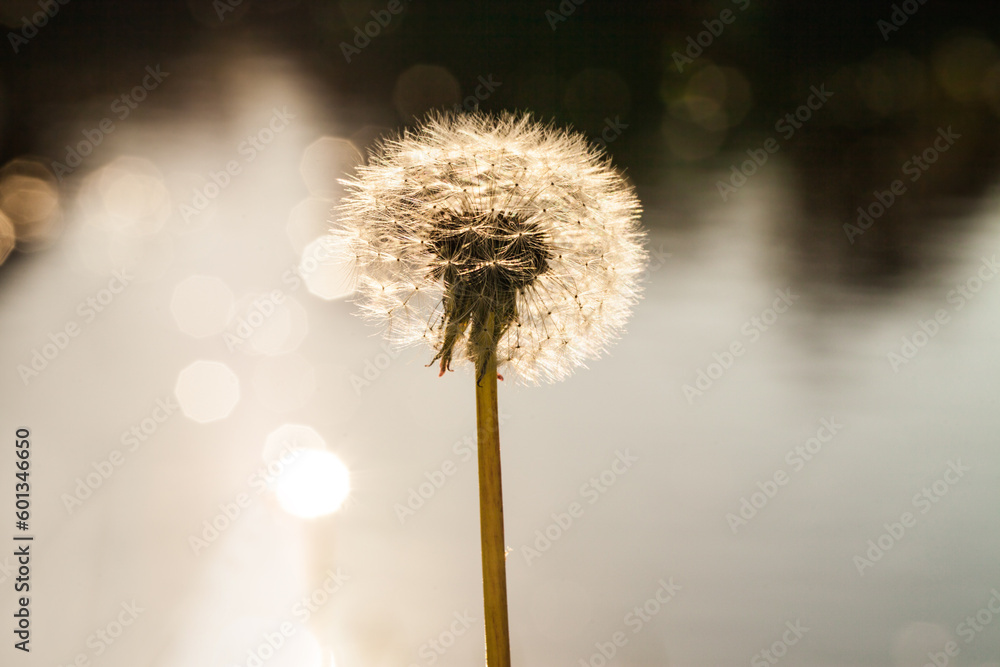 Flower, pollen and closeup of dandelion in nature for spring ...