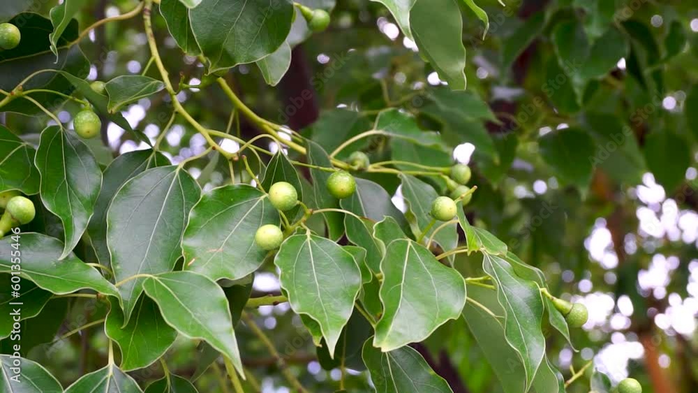 A close up shot of camphor laurel seeds and leaves. Cinnamomum camphora ...
