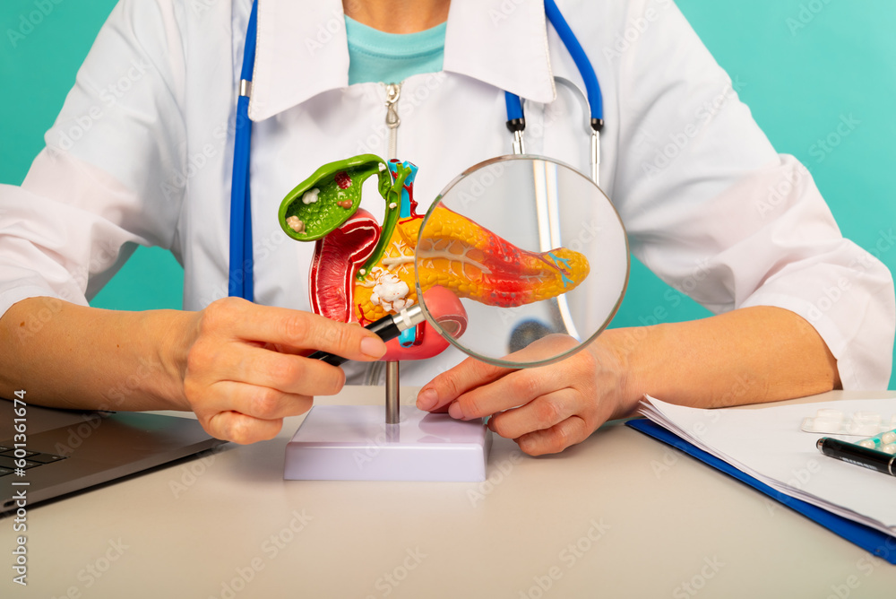 Poster Male doctor showing a model of pancreas using magnifying glass ...