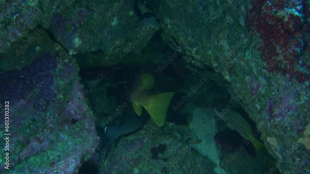 Shoal fish and shark swimming in vicinity of coral underwater in Isla ...