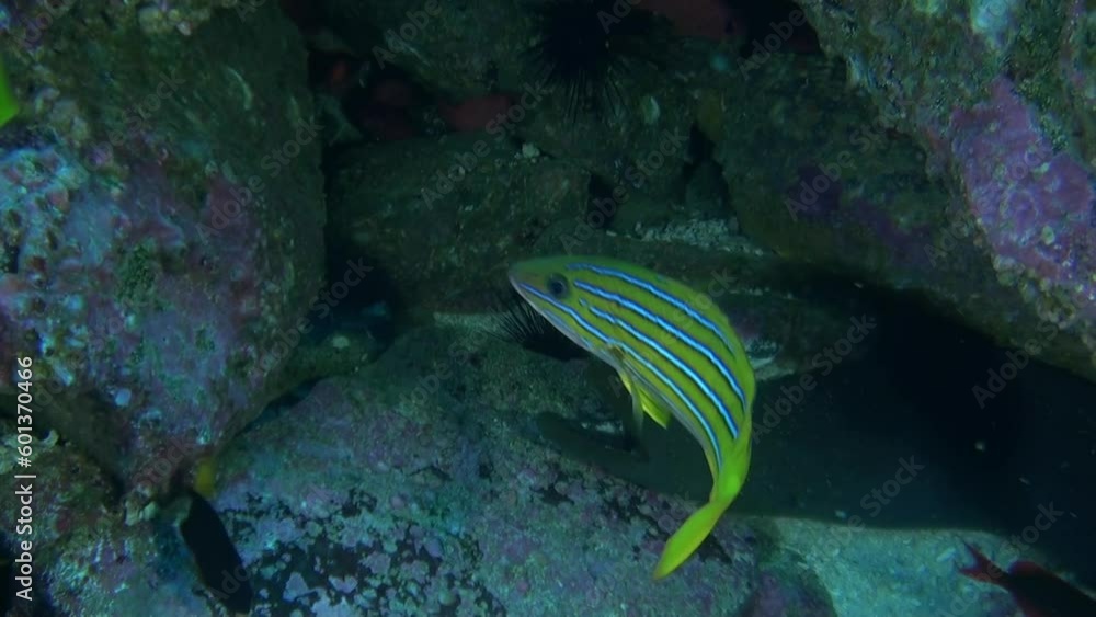 Fish and Morena swimming in vicinity of coral underwater in Isla Del ...