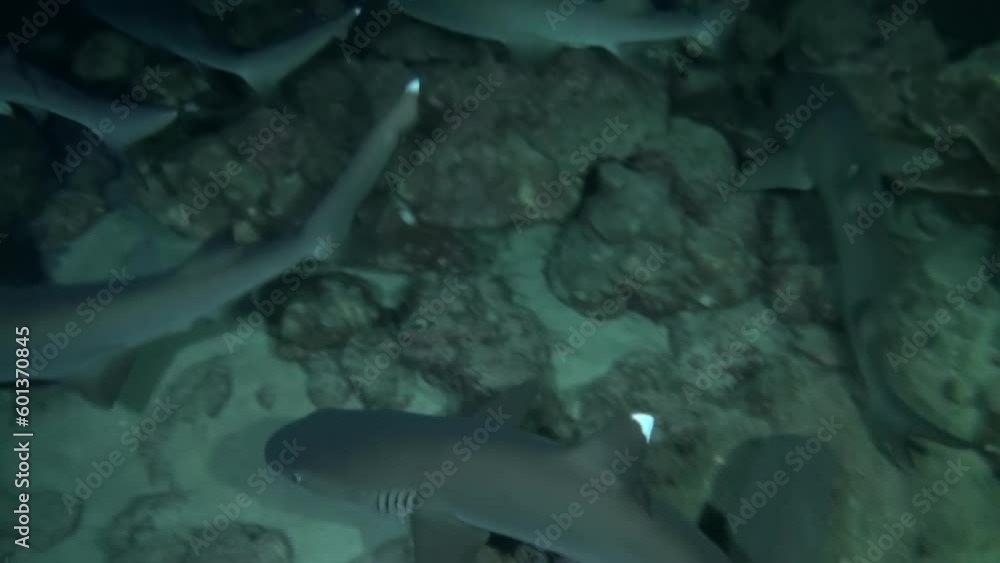 Get close-up look at unique markings of pack of reef sharks in Isla del ...