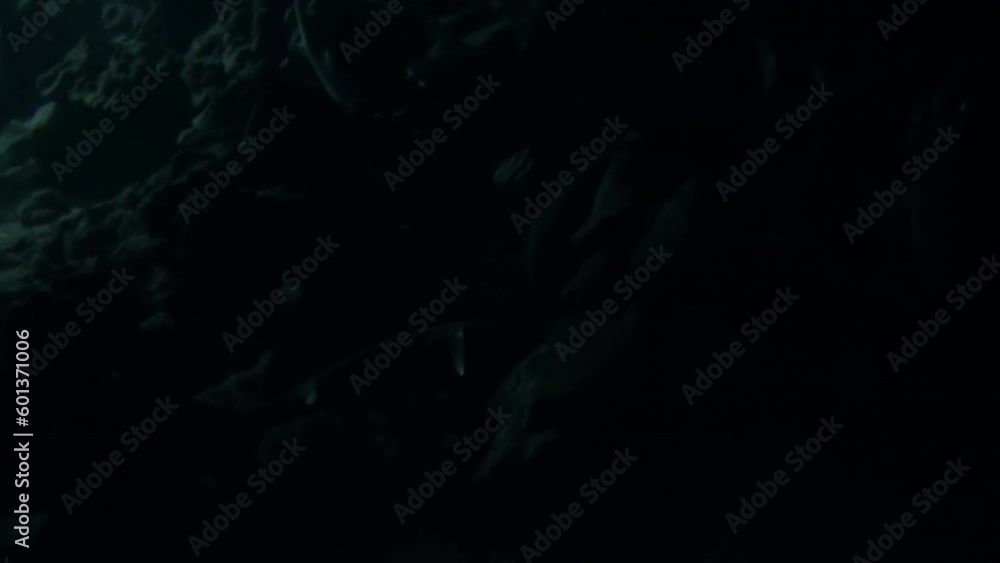 Close-up encounter with pack of sleek reef sharks in waters of Isla del ...