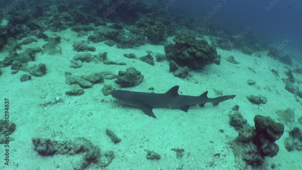 Shark underwater close-up at Isla Del Coco on bottom. Ocean floor hues ...