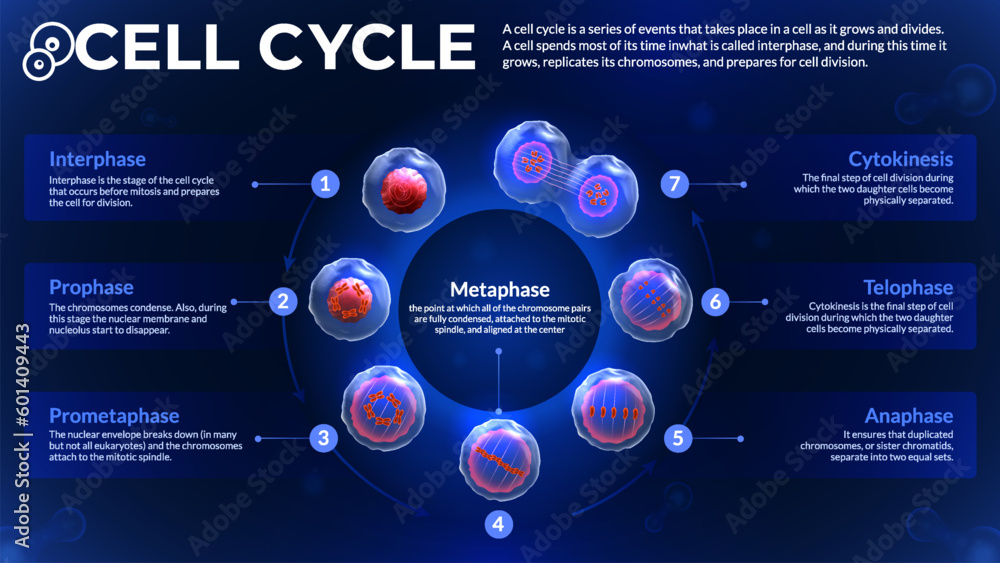 Exploring the Stages of the Cell Cycle: A Microbiological Journey ...