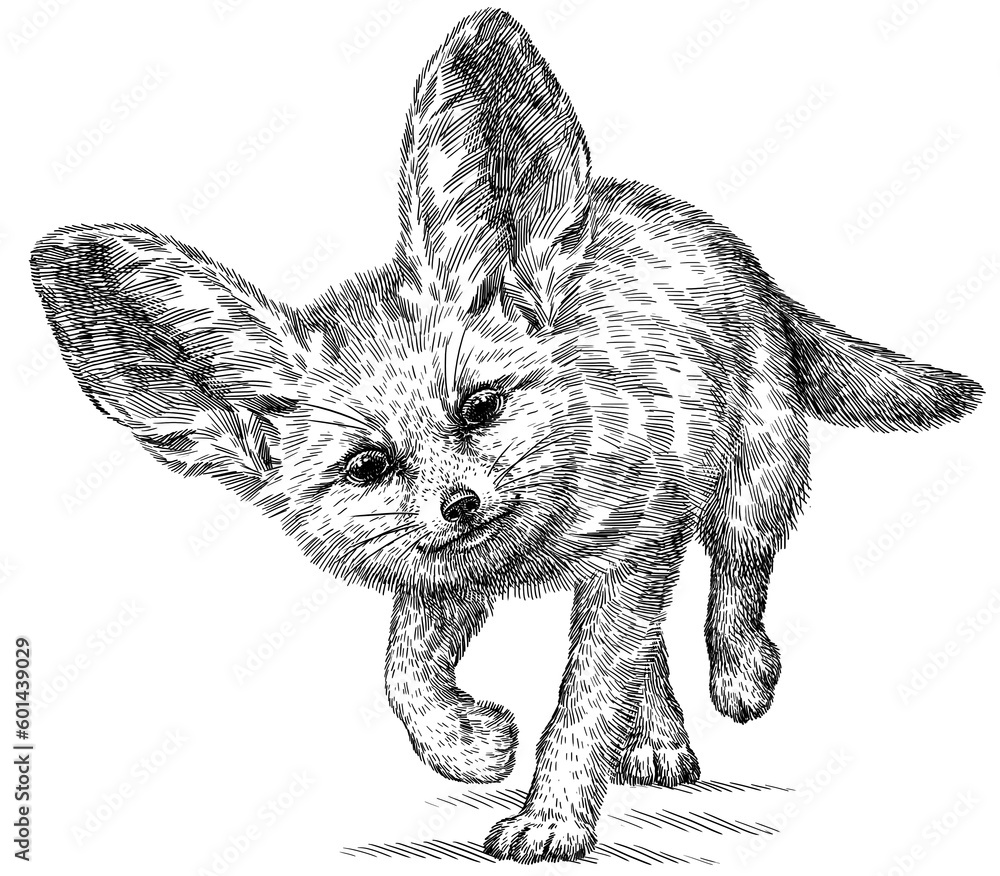 Vintage engraving isolated fennec set illustration ink sketch. Fox ...