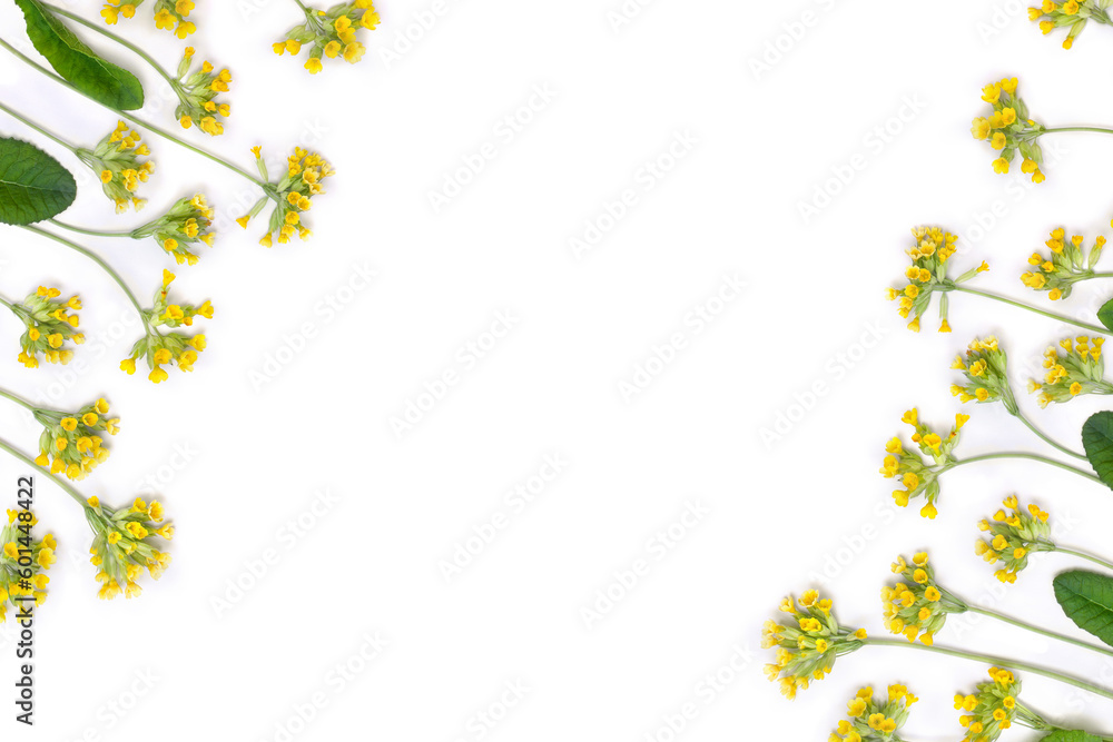 Yellow flowers and leaves Primula veris ( cowslip, petrella, herb peter ...