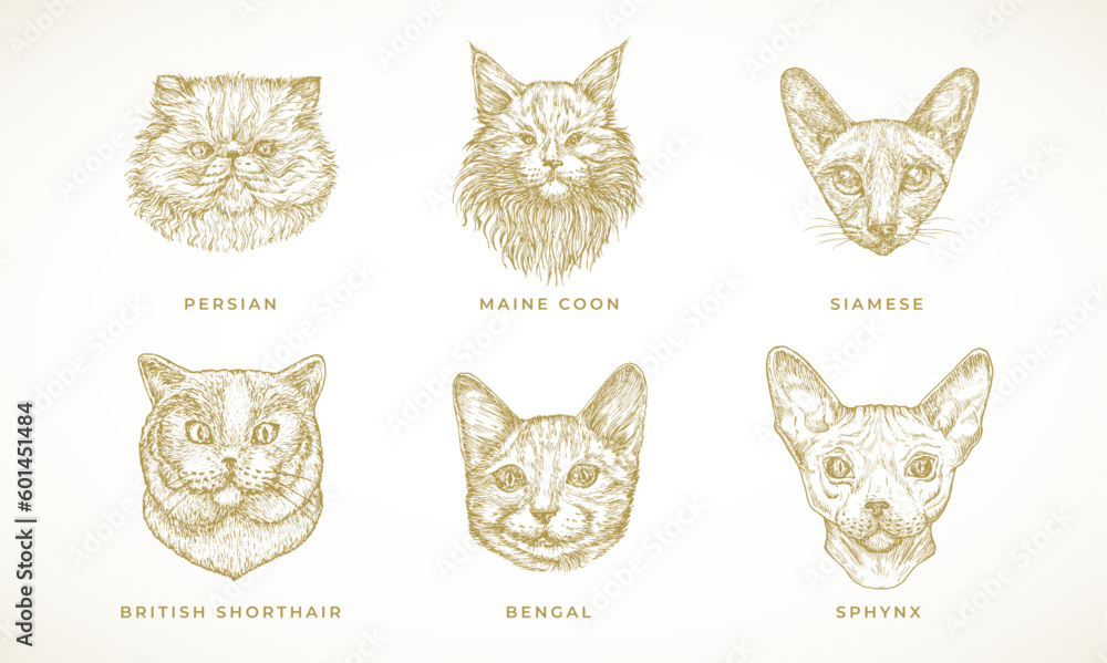 Cat Breeds Illustrations Collection. Hand Drawn Bengal, Sphynx, Siamese ...