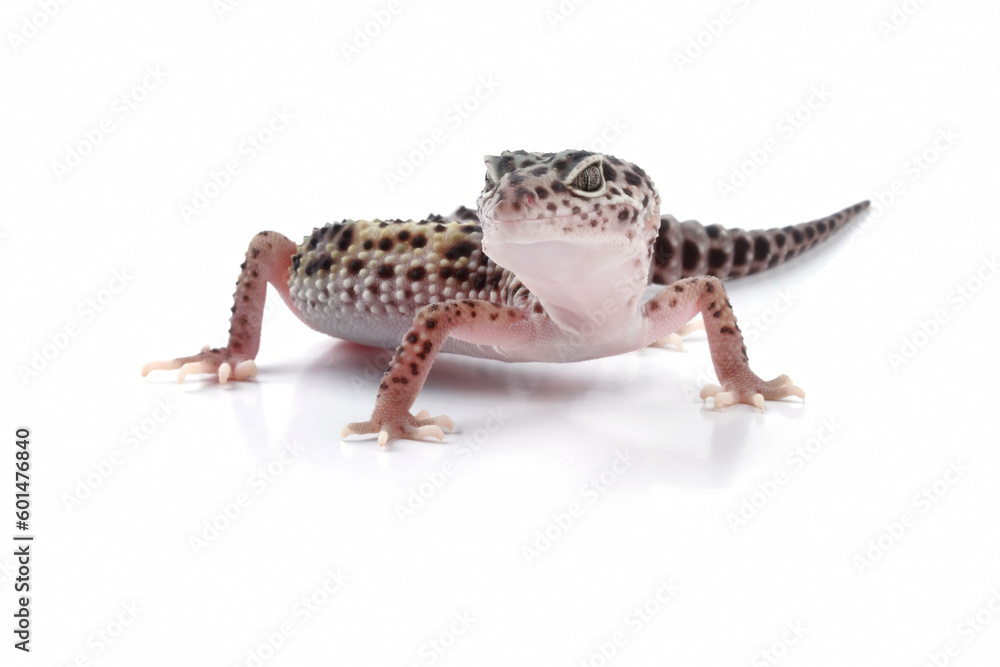 Fat-tailed geckos isolated on white background, leopard gecko lizard ...
