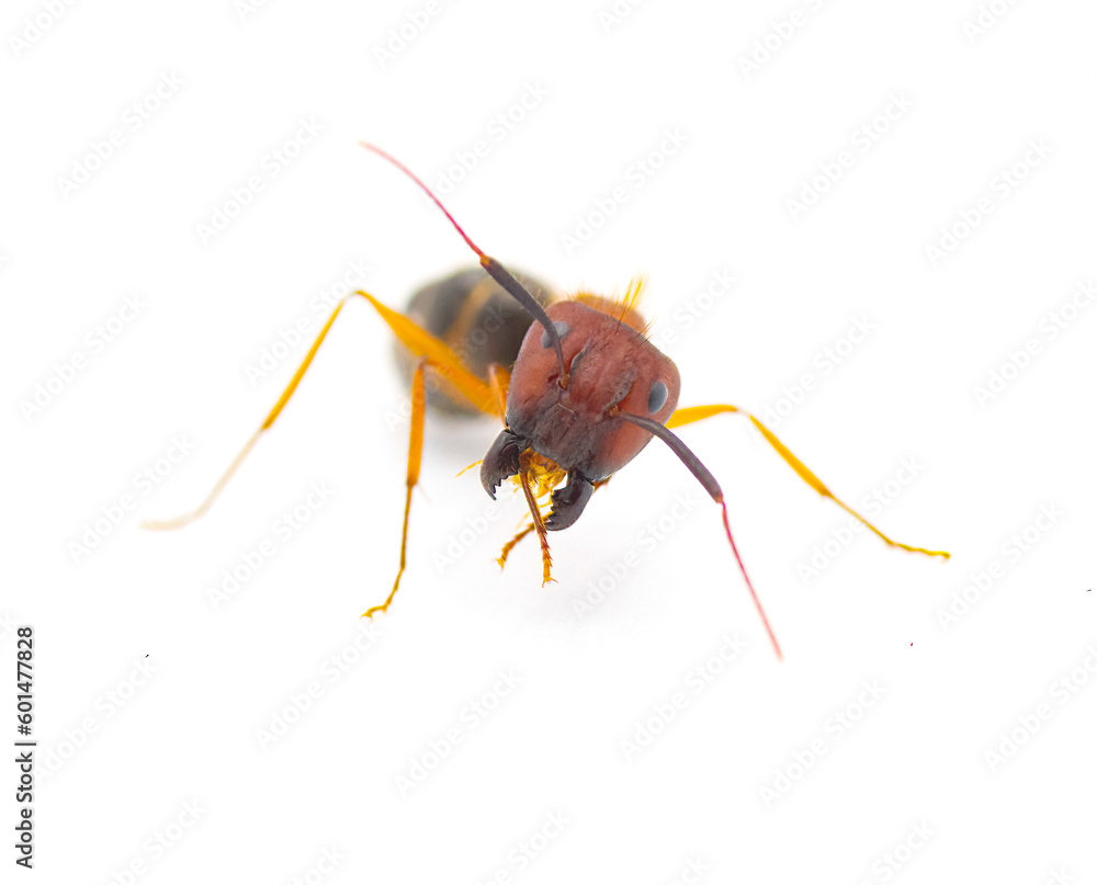 wild Florida carpenter ant, bull ant, Tortugas carpenter ant ...