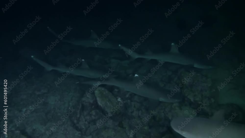Diving with pack of reef sharks up close in waters of Isla del Coco ...