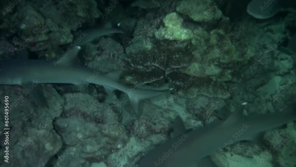 Close-up view of powerful jaws of pack of reef sharks in Isla del Coco ...